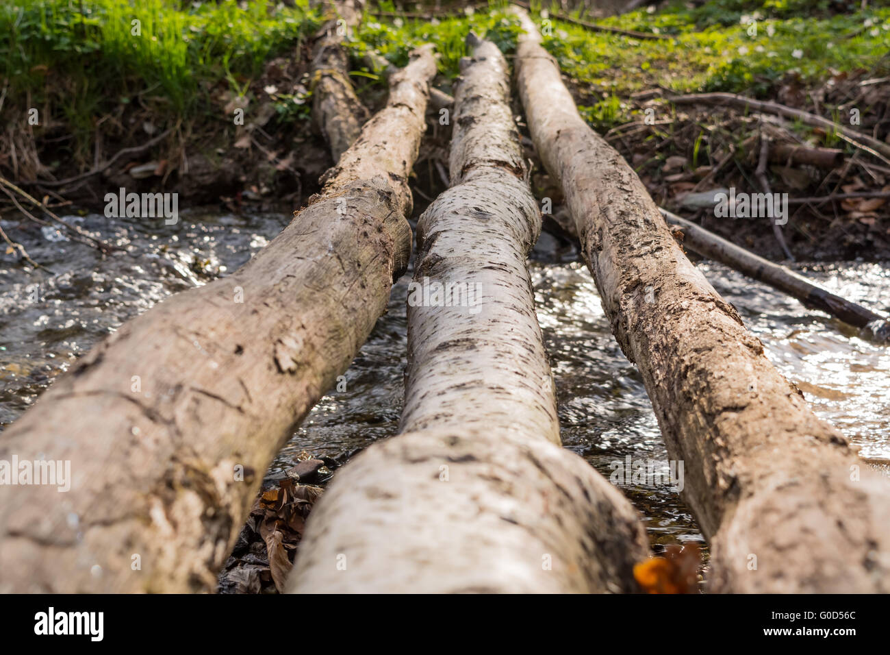 Creek environment hi-res stock photography and images - Alamy