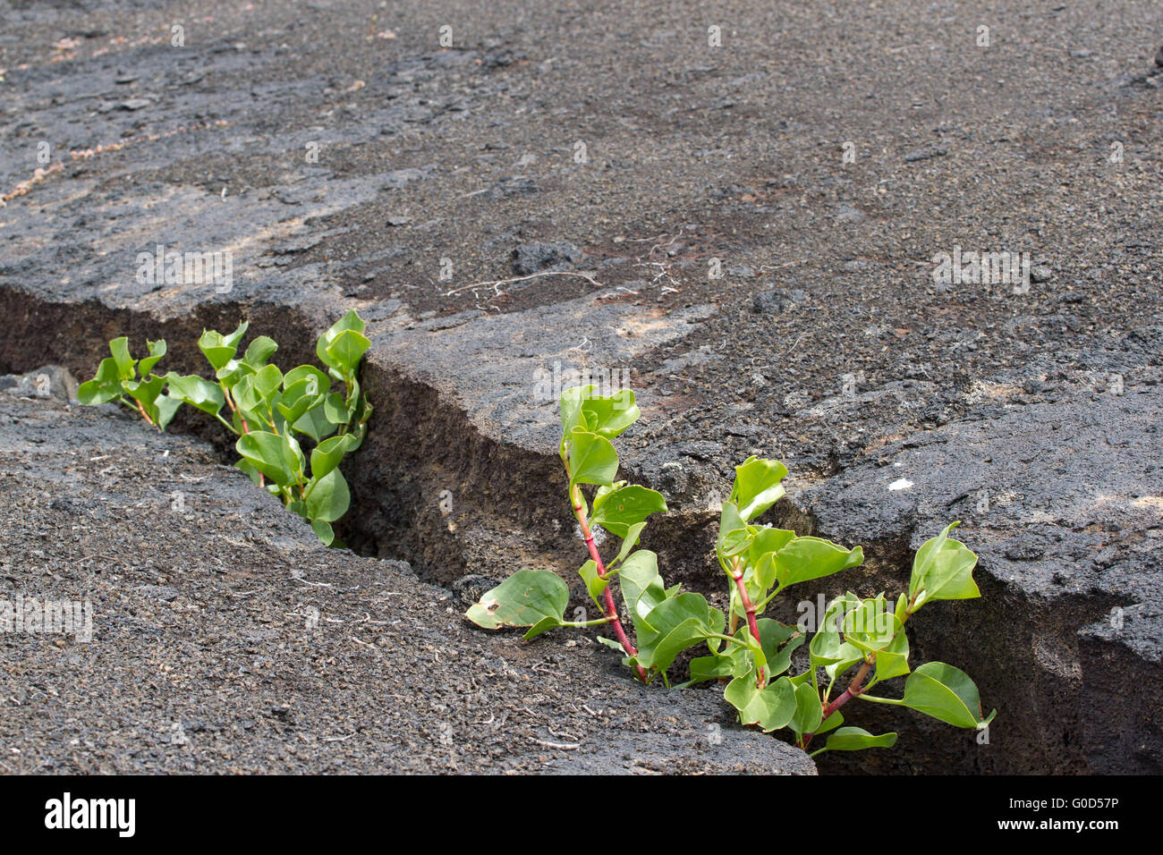 Plant sprouting in the stone. Sprout in the desert Stock Photo - Alamy
