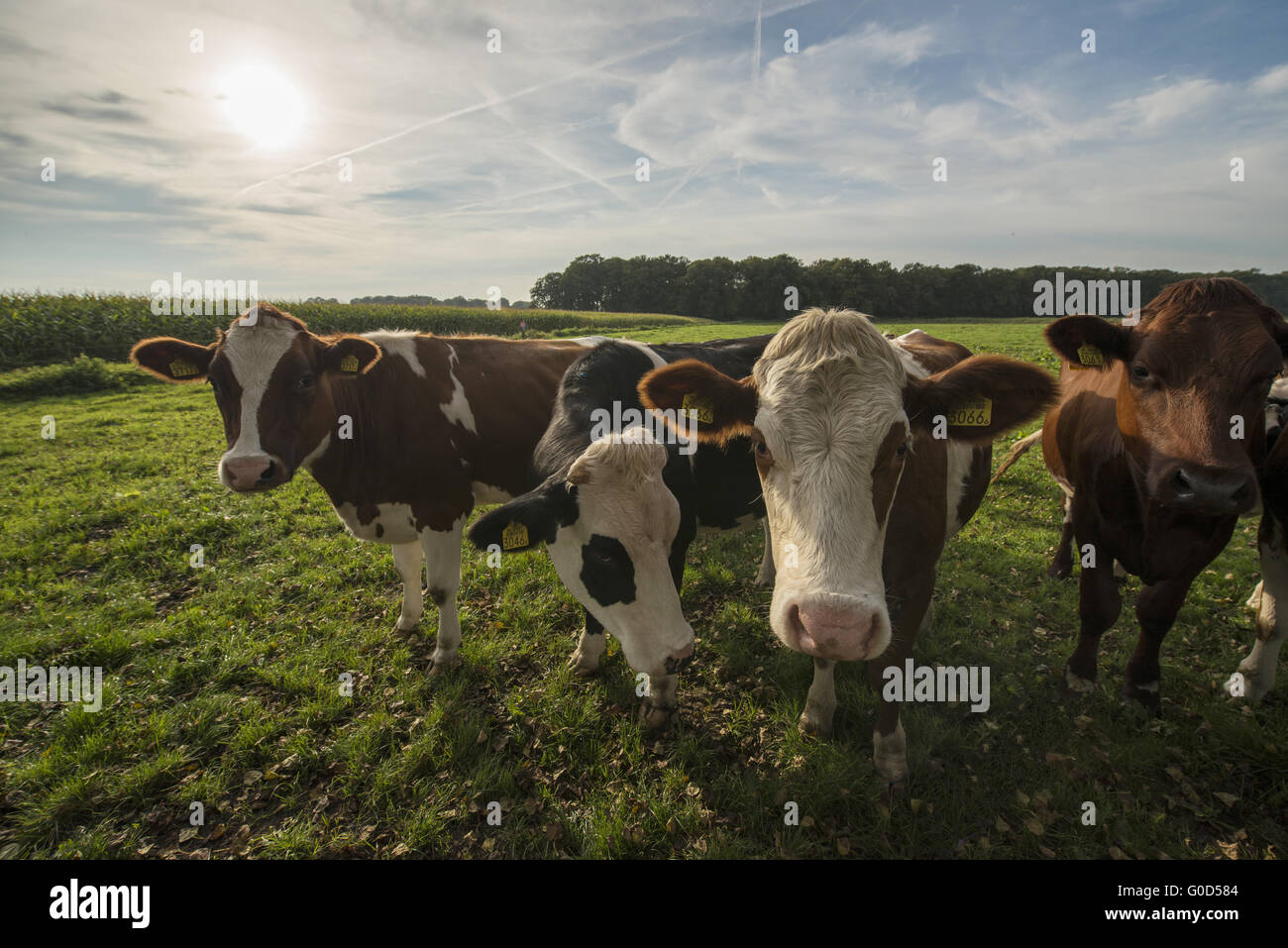 Curious Dutch cows Stock Photo - Alamy