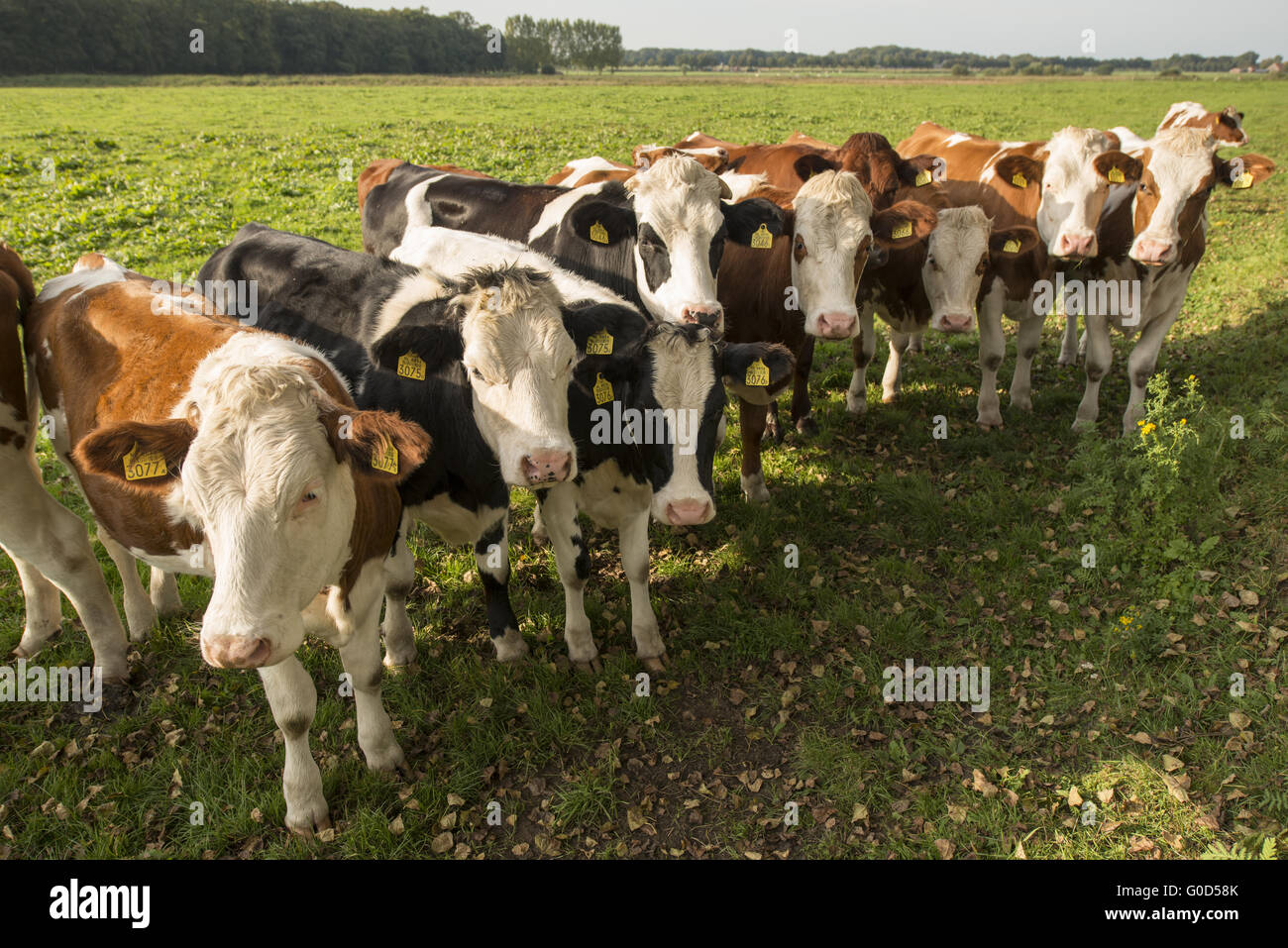 Curious Dutch cows Stock Photo - Alamy