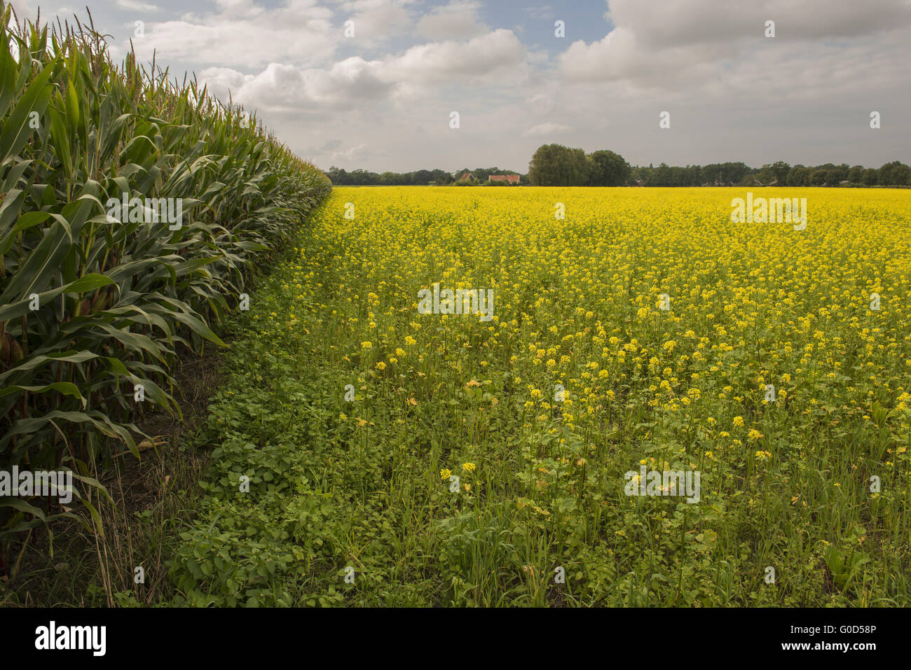 Yellow flowering oilseed Stock Photo - Alamy