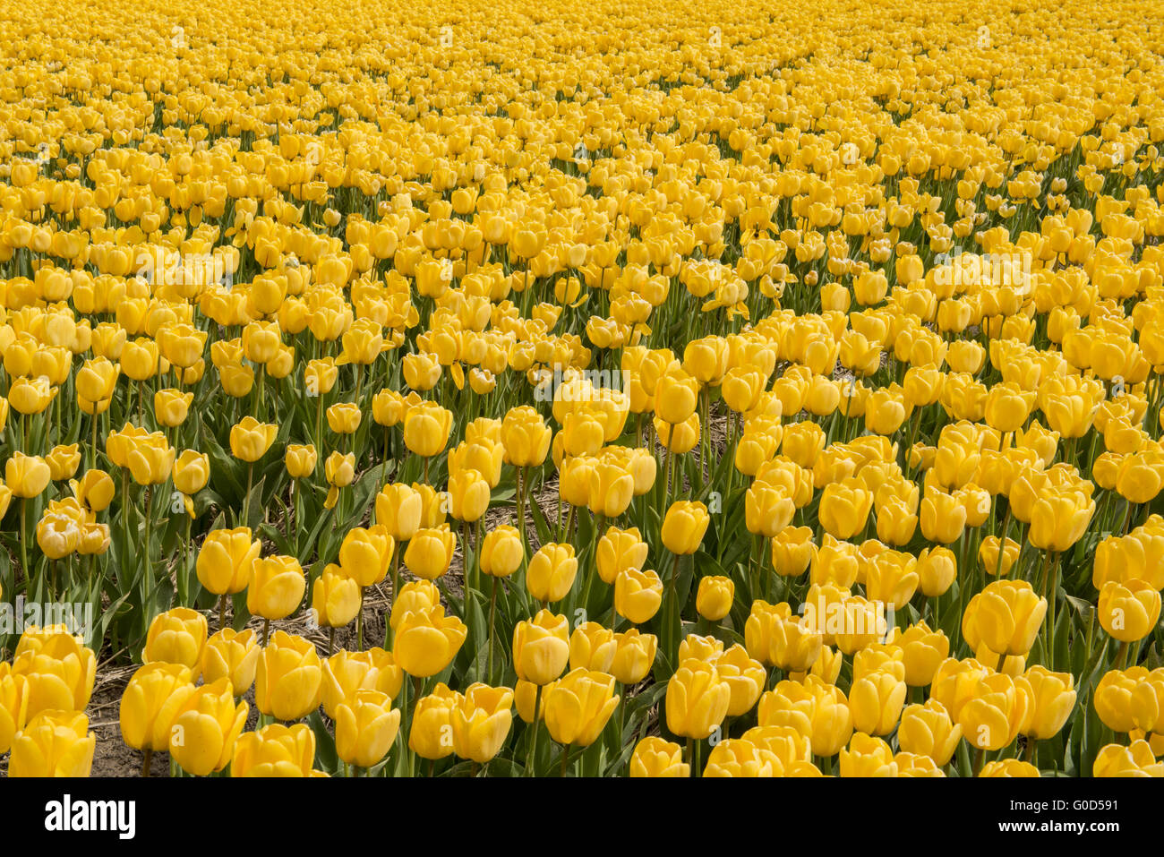 Yellow Dutch tulips Stock Photo - Alamy