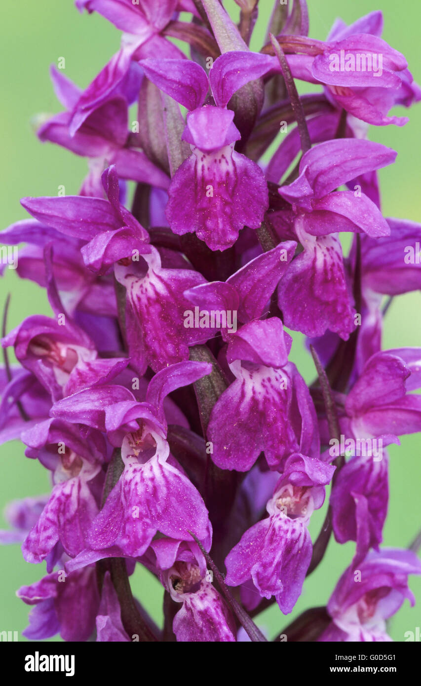 Western Marsh Orchid a terrestrial Eurasian orchid Stock Photo - Alamy