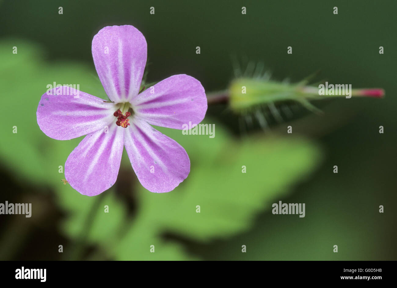 Medicinal geranium hi-res stock photography and images - Alamy