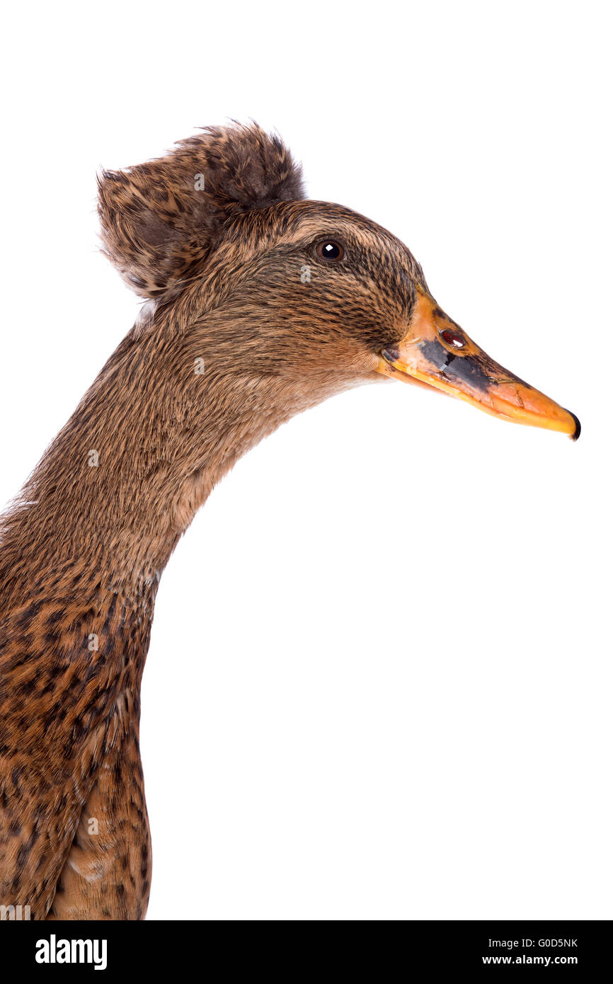 head of a brown tufted duck Stock Photo - Alamy
