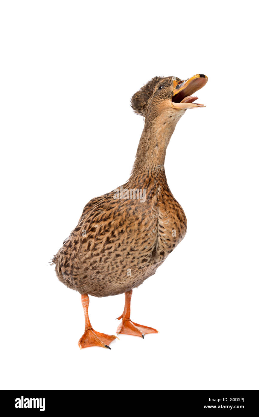 a female Dutch tufted duck Stock Photo - Alamy
