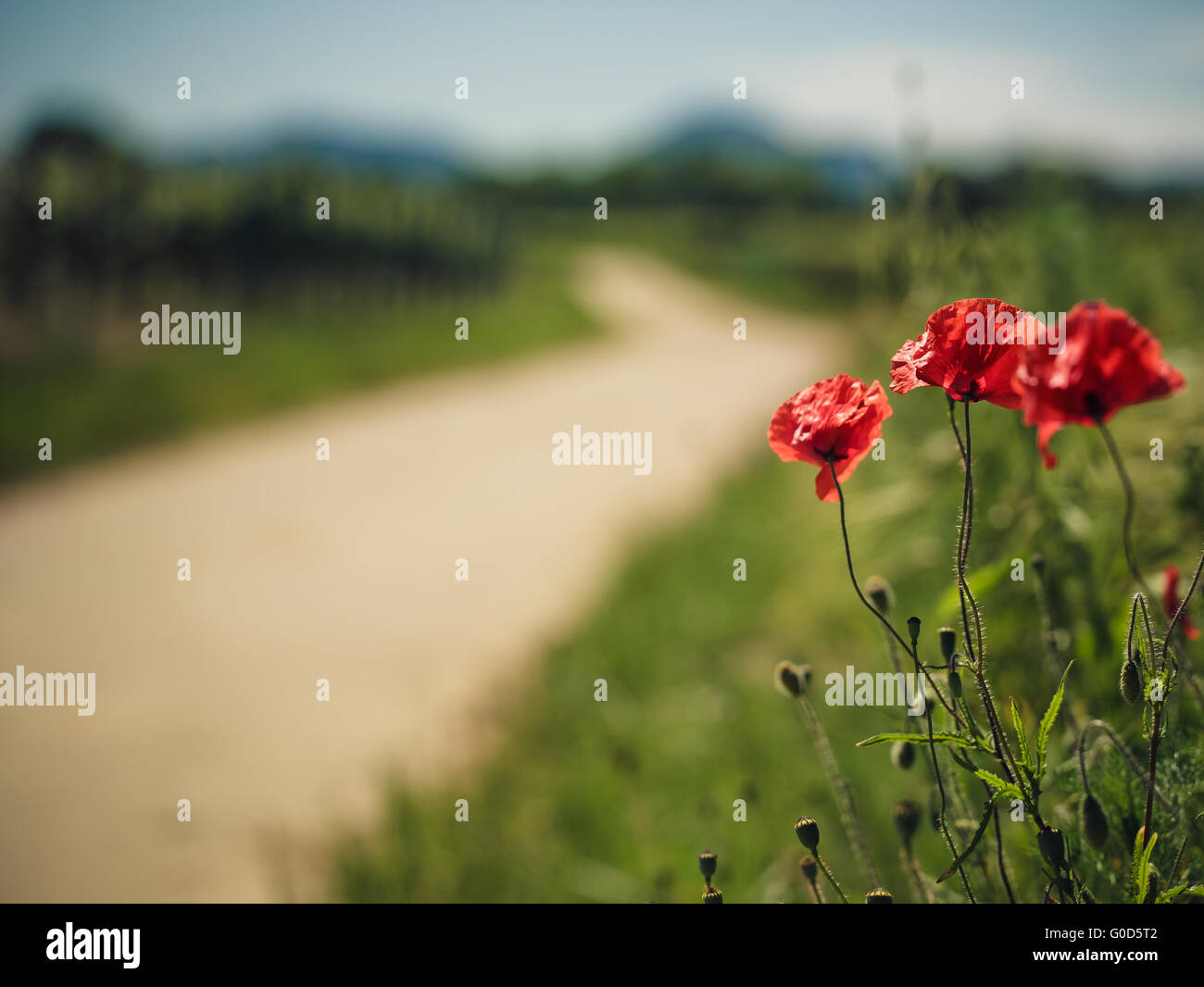 Poppy Flowers in Vineyard Stock Photo - Alamy
