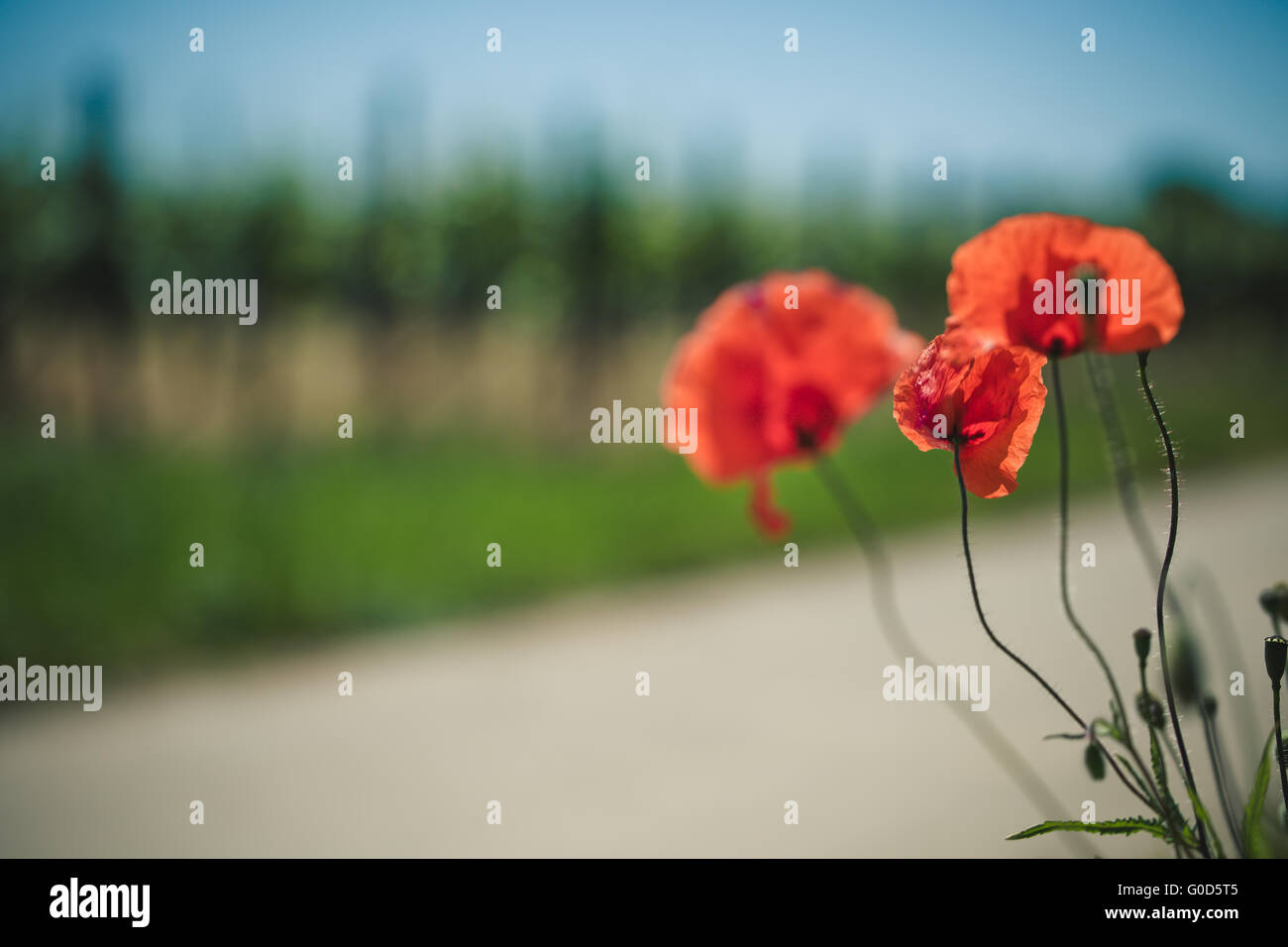 Poppy Flowers in Vineyard Stock Photo - Alamy