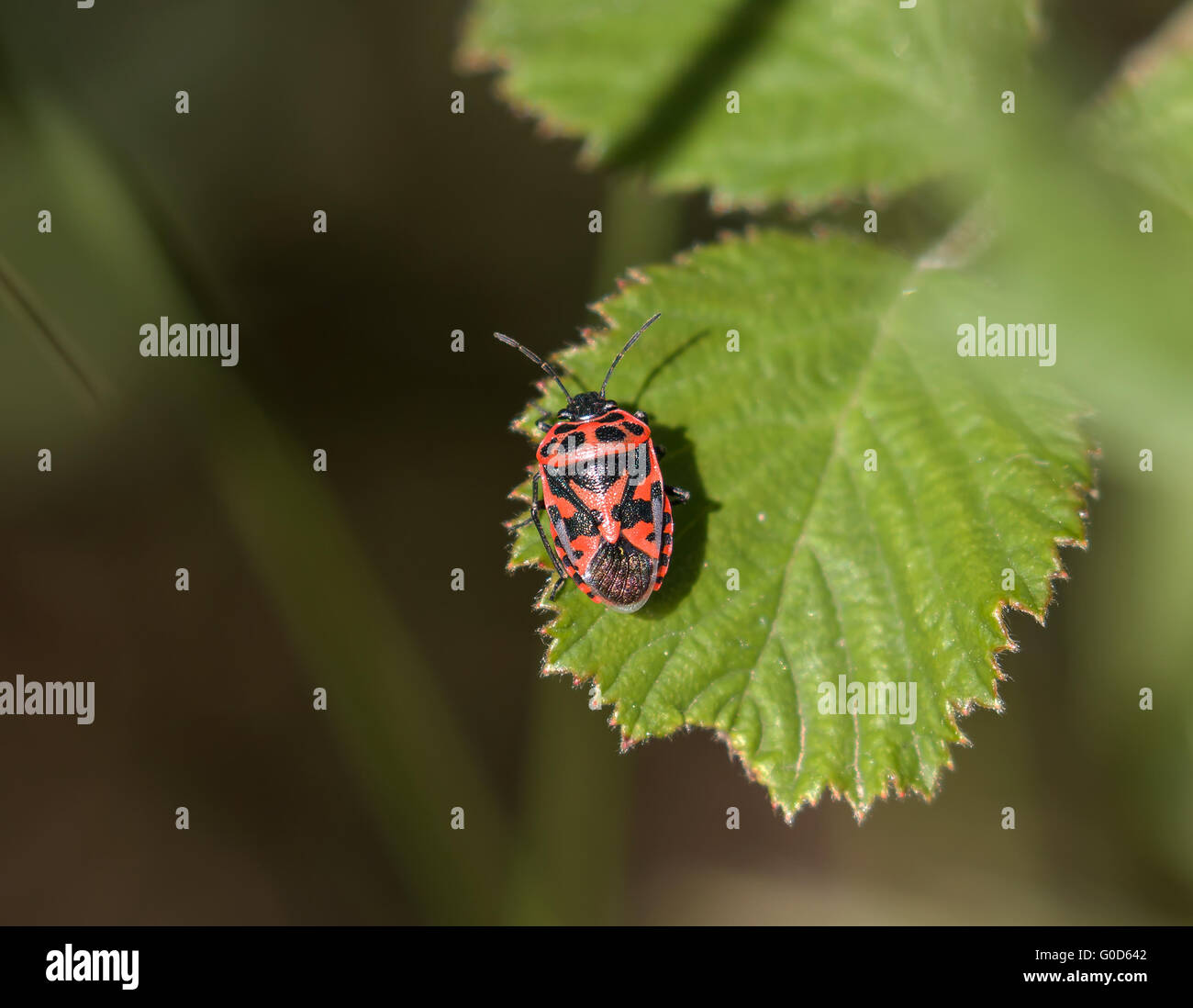 Adult Red and black Ornate Shield Bug Stock Photo - Alamy