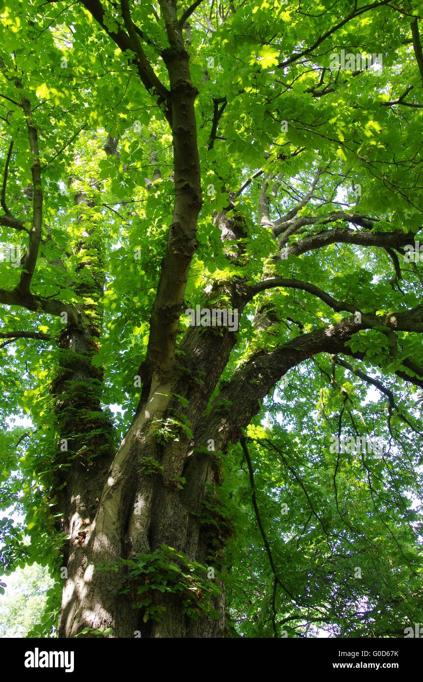 Baumkrone laubbaum hi-res stock photography and images - Alamy