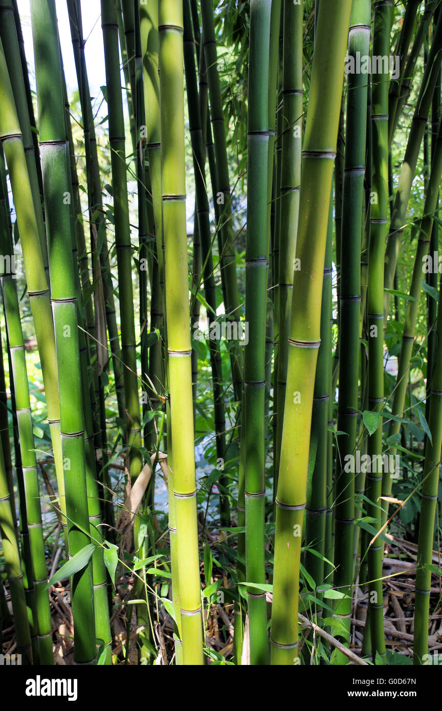 Bambustapete hi-res stock photography and images - Alamy