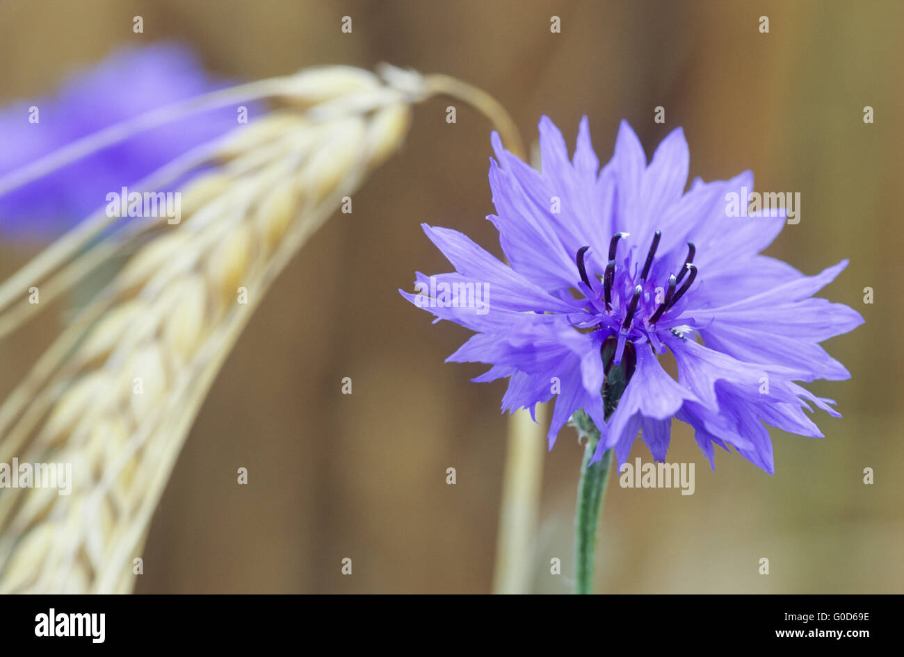 Cornflower is the national flower of Estonia Stock Photo - Alamy
