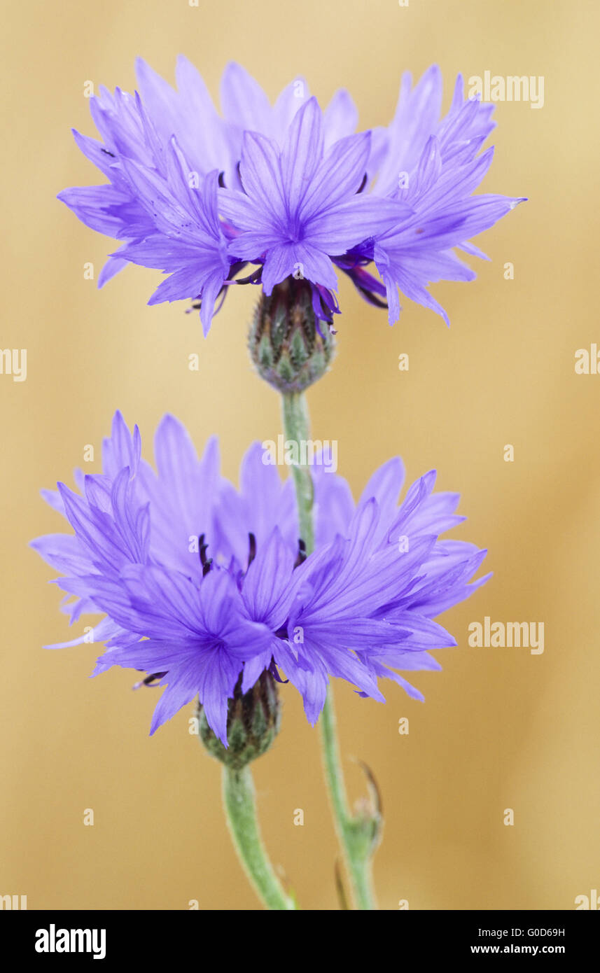 Cornflower is the national flower of Estonia Stock Photo - Alamy