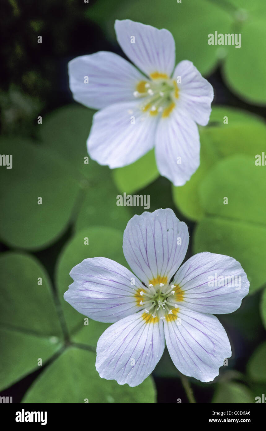 Common Wood Sorrel Stock Photo - Alamy