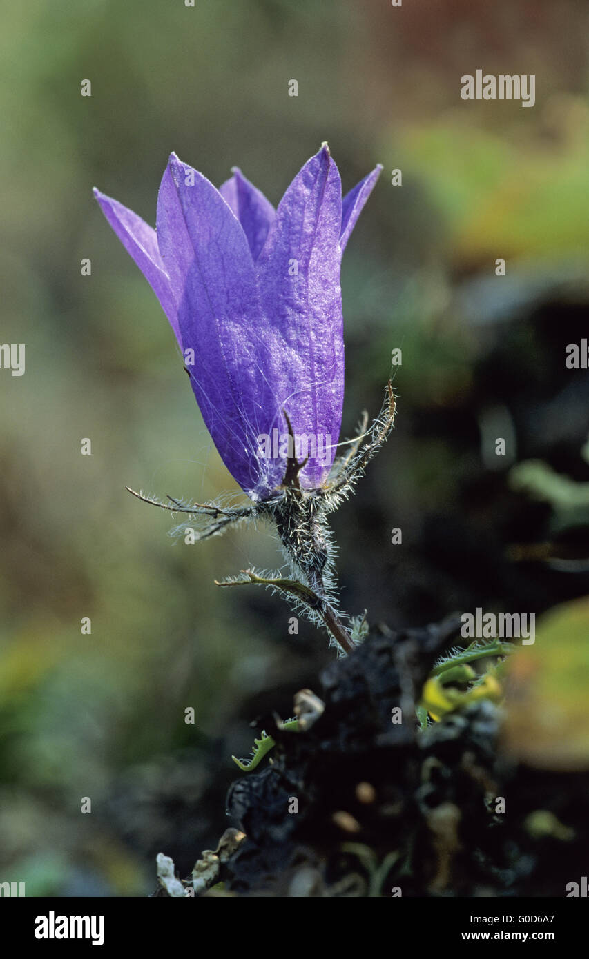 Mountain Harebell is native to North America Stock Photo - Alamy