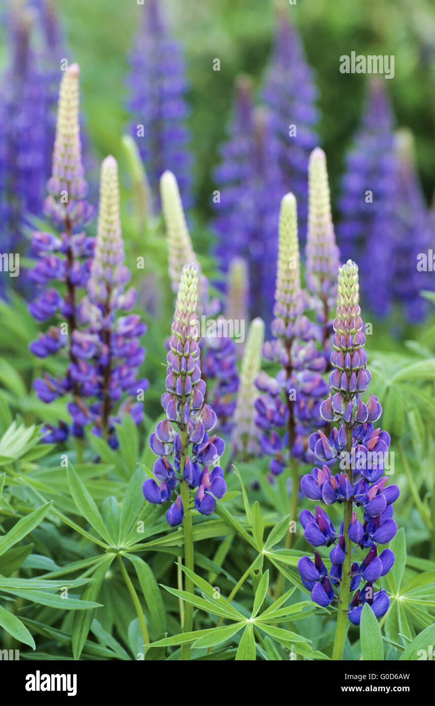 Large-leaved Lupin arrived in Britain in the 1820s Stock Photo - Alamy