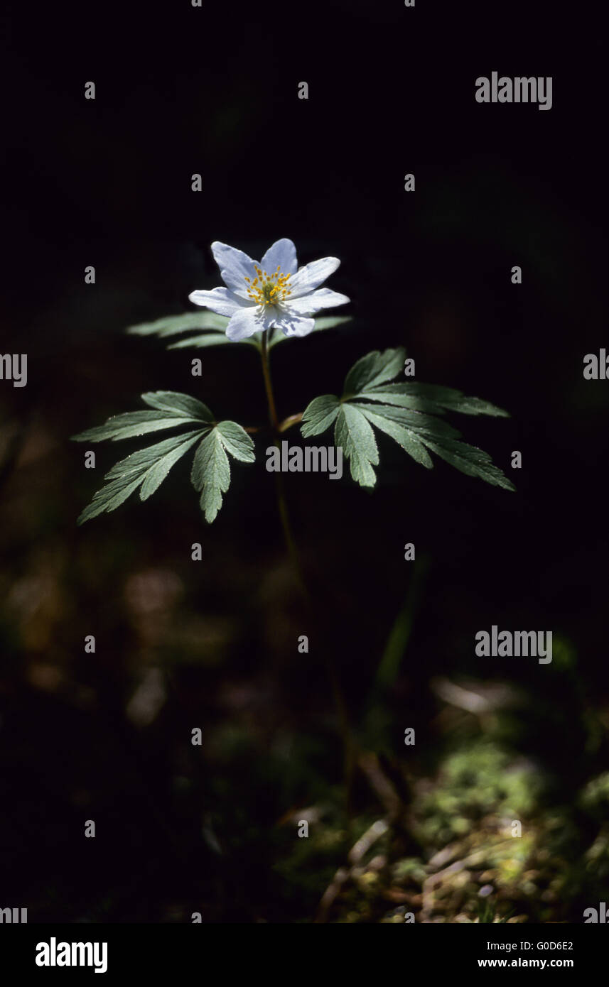 Wood Anemone in spot light Stock Photo - Alamy