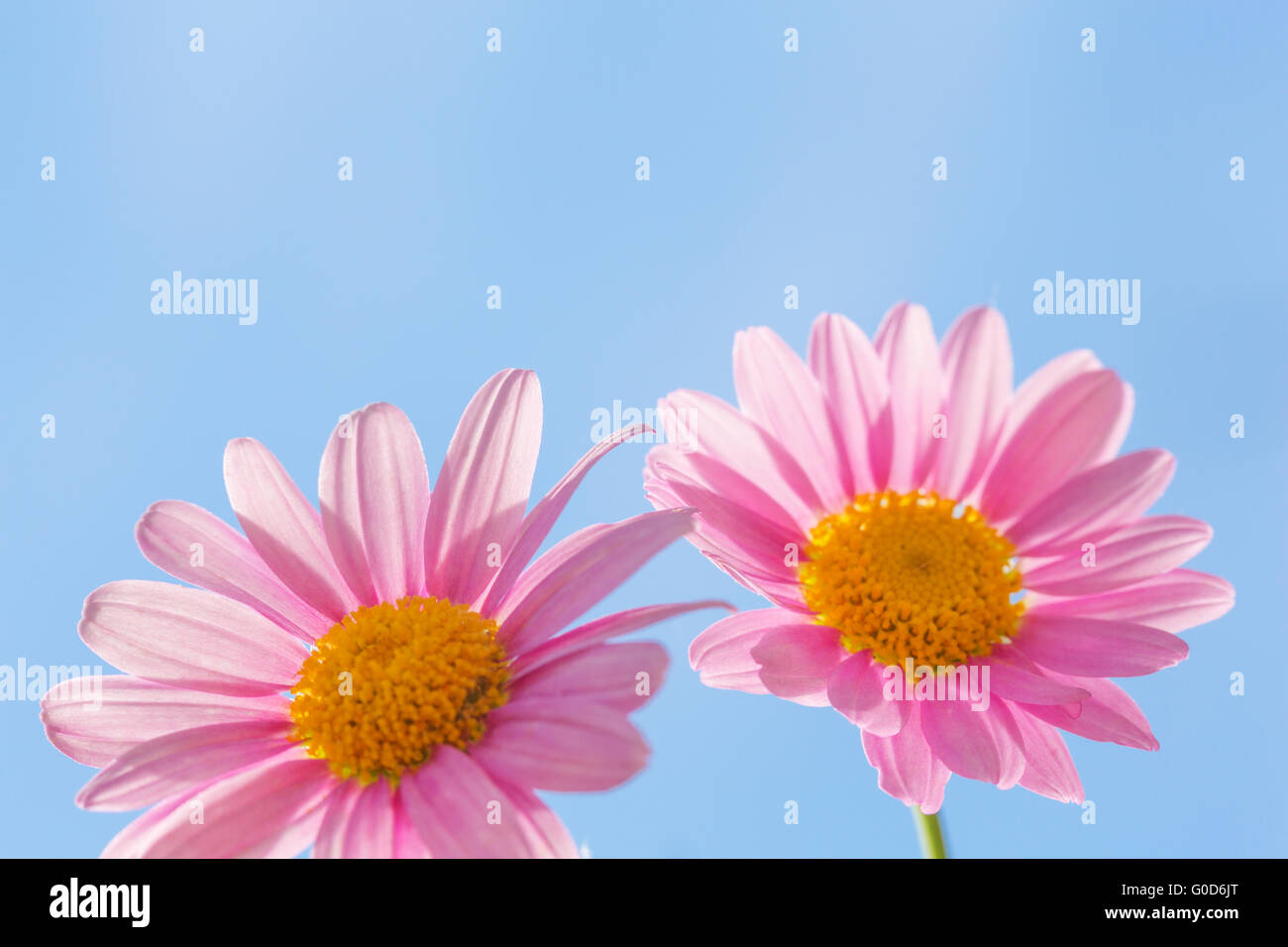 Daisy blue sky detail hi-res stock photography and images - Alamy