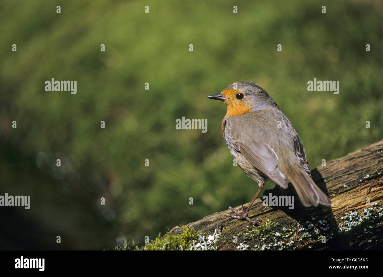 European Robin sits on a branch - (Ruddock Stock Photo - Alamy