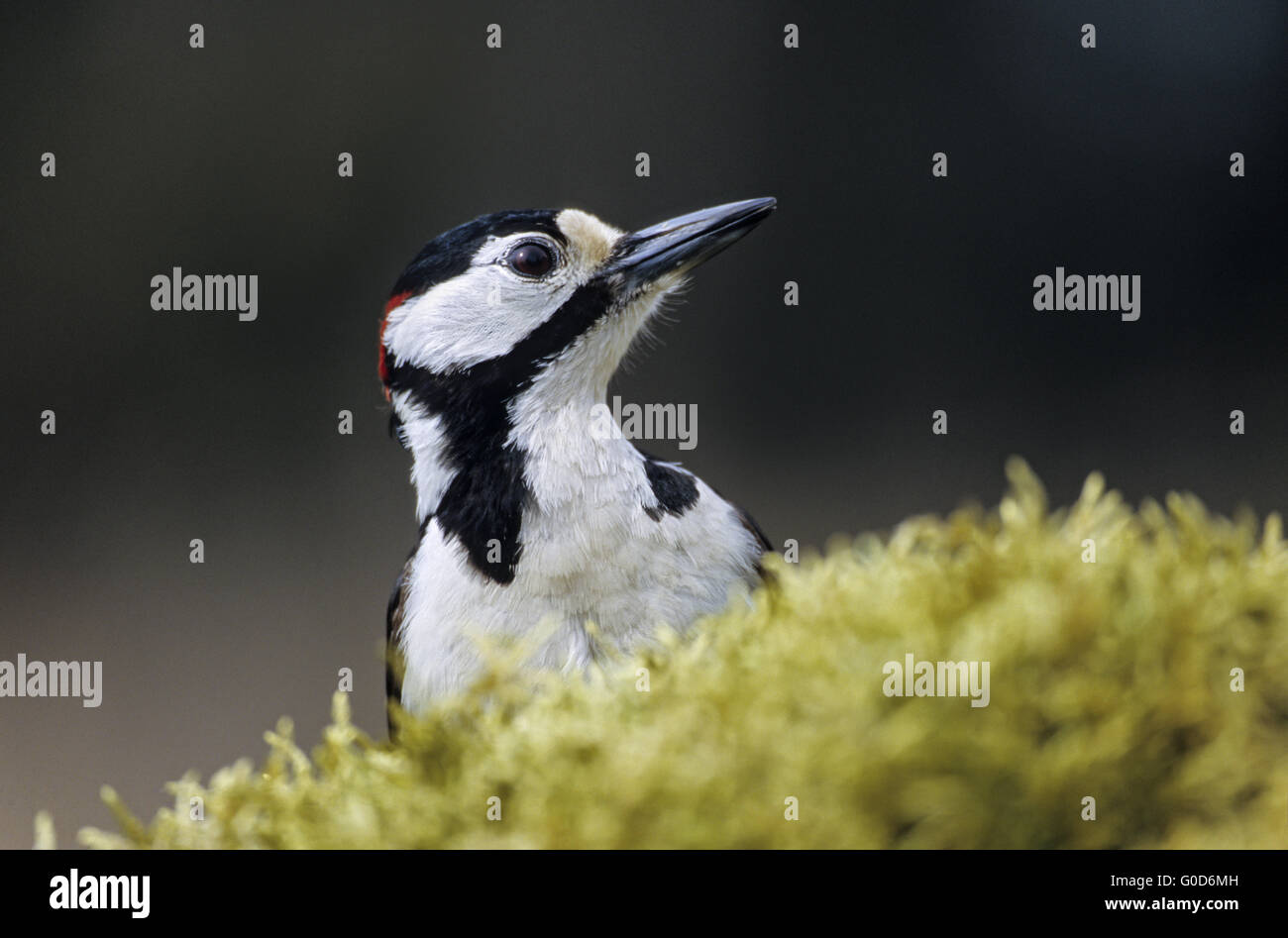 Look intently hi-res stock photography and images - Alamy