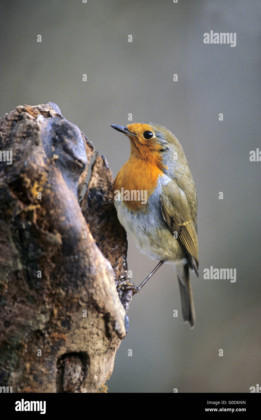 Muscicapinae hi-res stock photography and images - Alamy