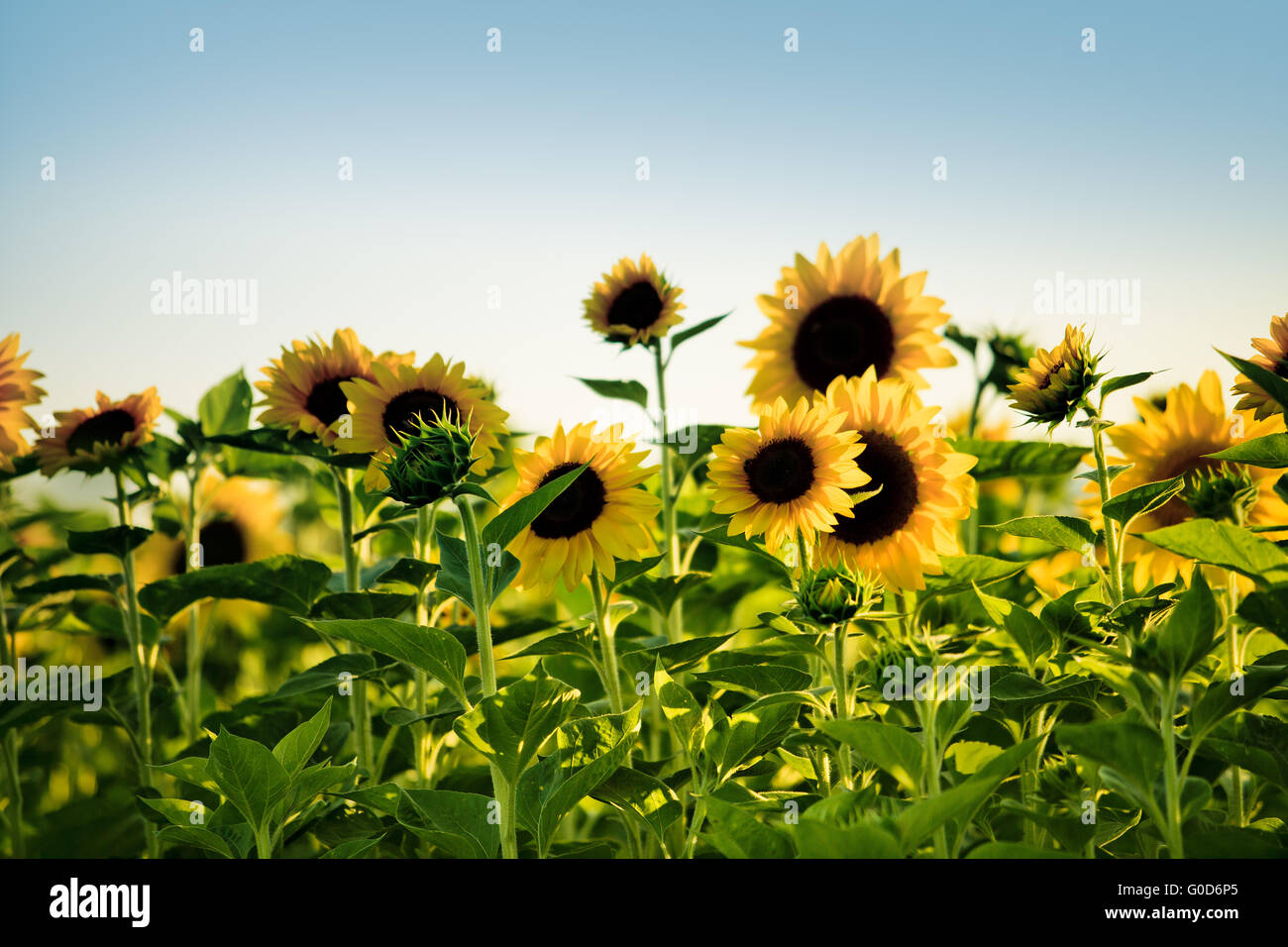 Sun sunflowers hi-res stock photography and images - Alamy