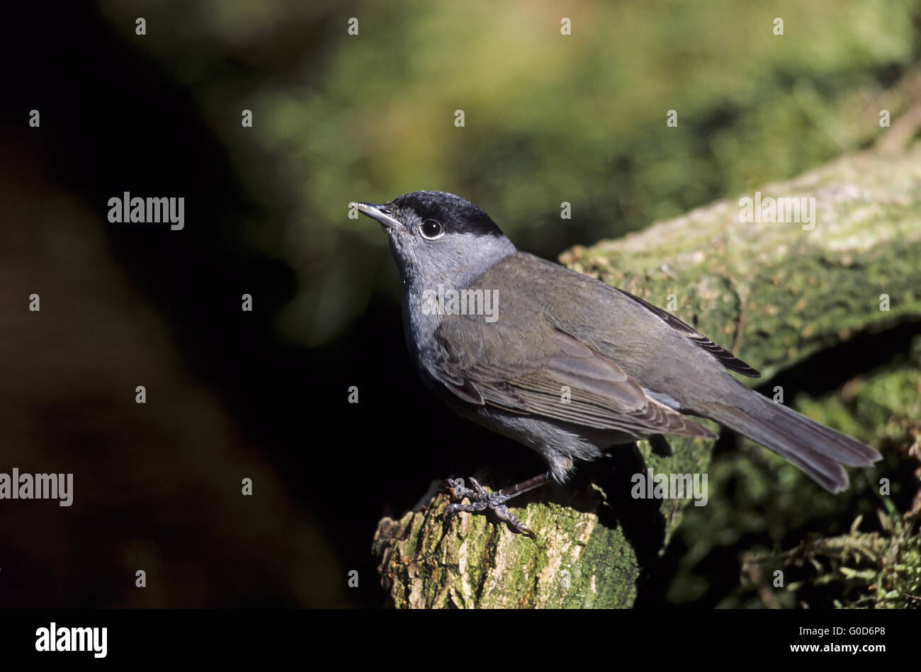 Blackcap adult male with typical black cap Stock Photo - Alamy