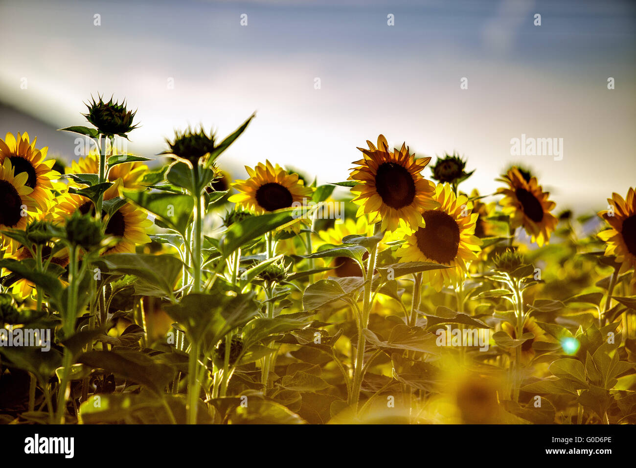 Afternoon field hi-res stock photography and images - Alamy
