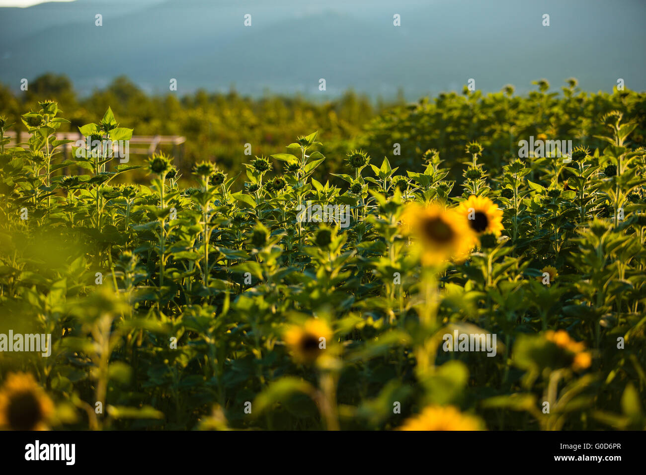 Afternoon field hi-res stock photography and images - Alamy