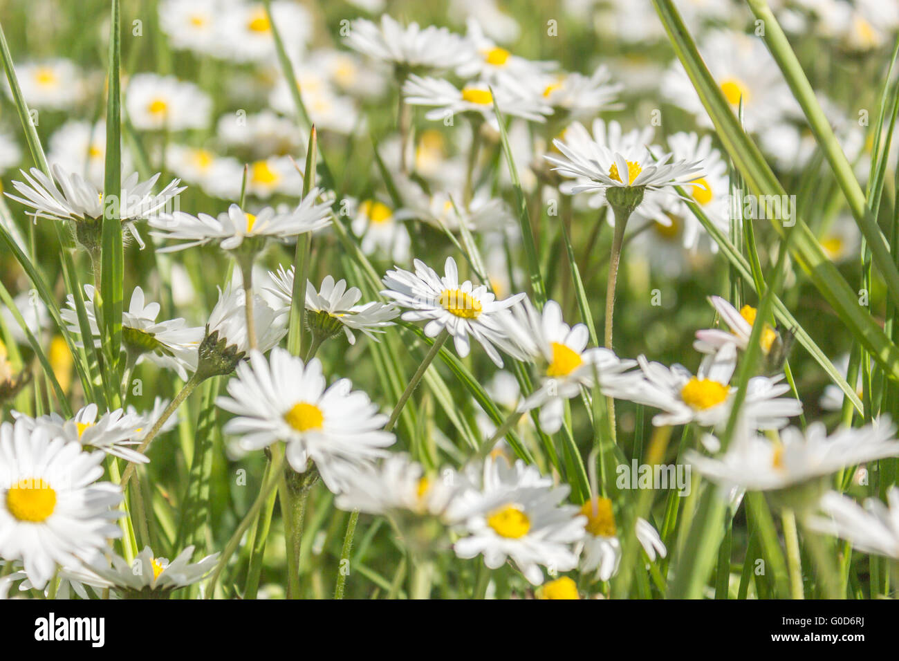 Plain backgrounds hi-res stock photography and images - Alamy