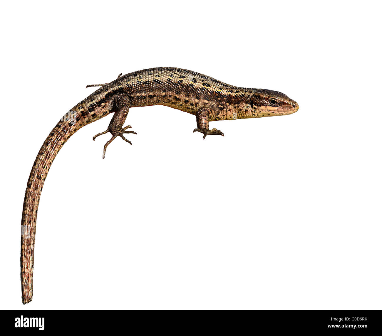 Lizard leg Cut Out Stock Images & Pictures - Alamy