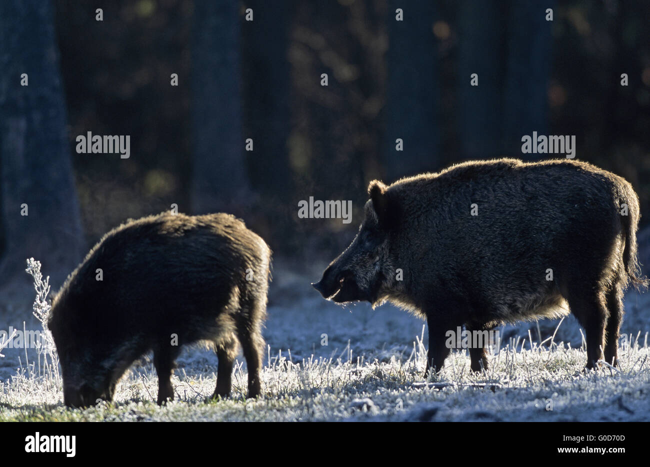 Wildschweinbachen hi-res stock photography and images - Alamy