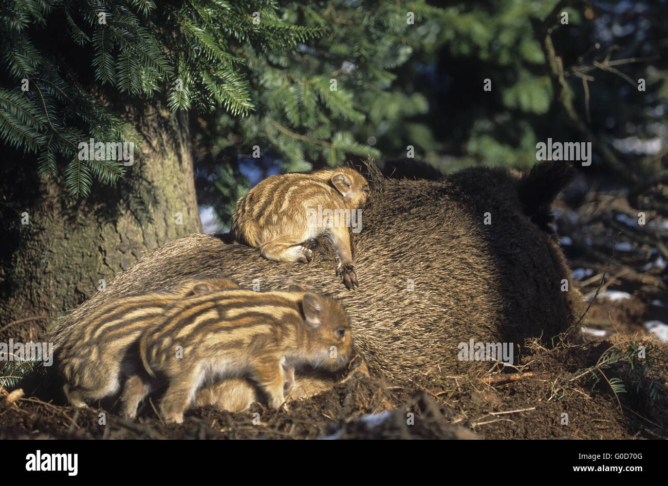 Wild piglet sleeps on the back of his mother Stock Photo - Alamy