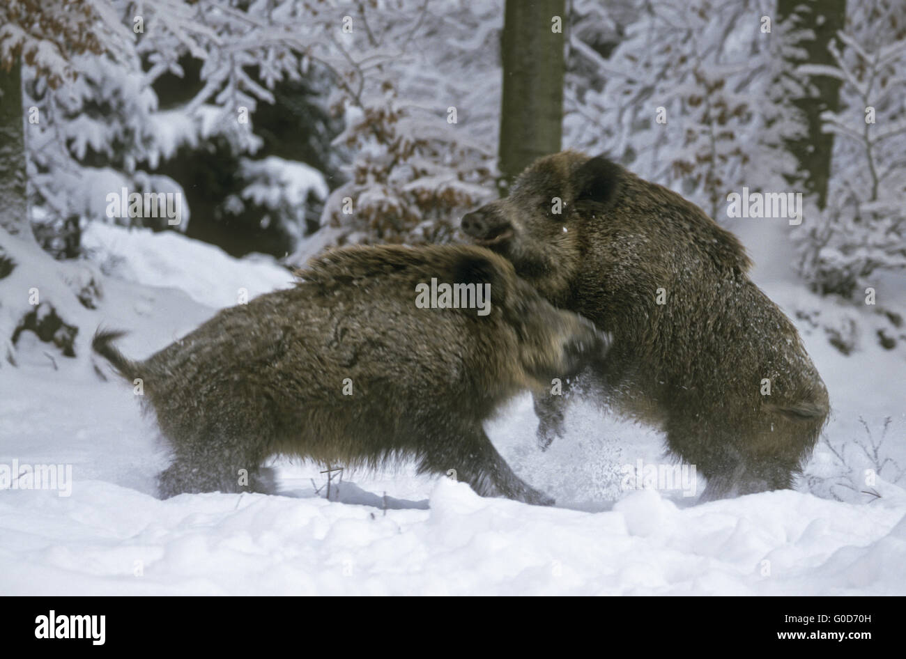 Young Wild Boar playfully fighting in snow Stock Photo - Alamy