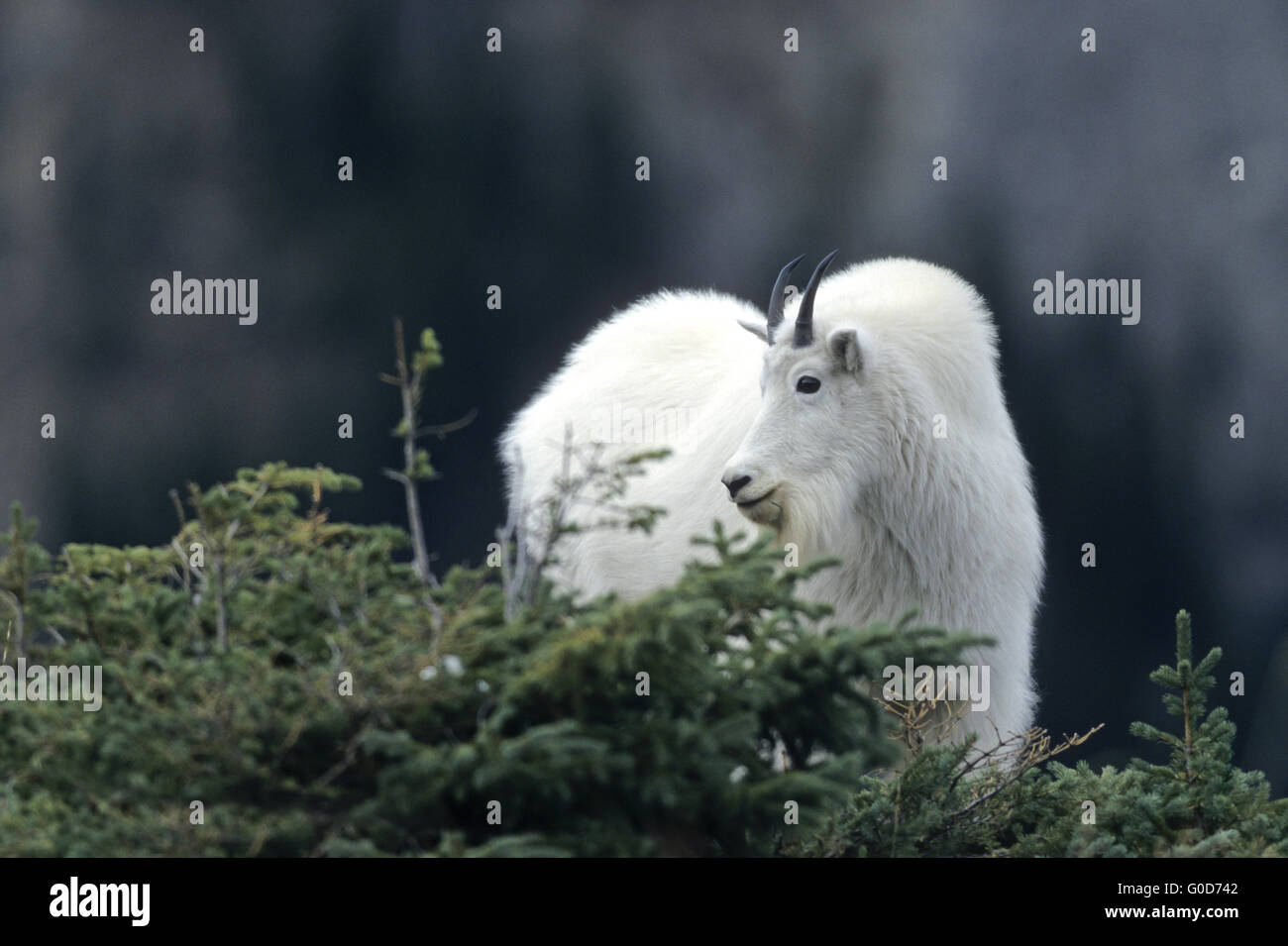 Female rocky mountain goat hi-res stock photography and images - Alamy