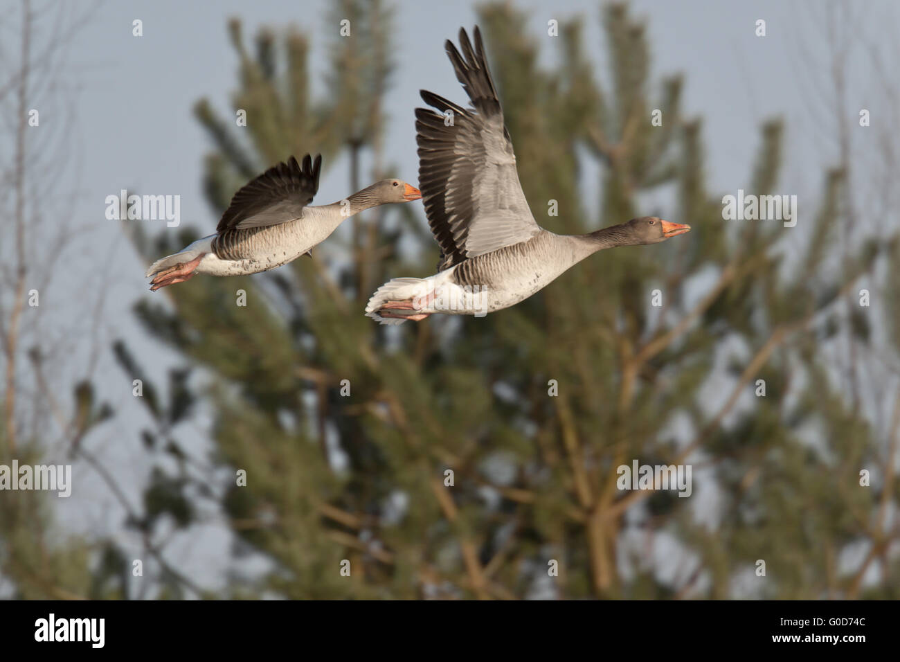 Ancestor of domesticated goose hi-res stock photography and images - Alamy