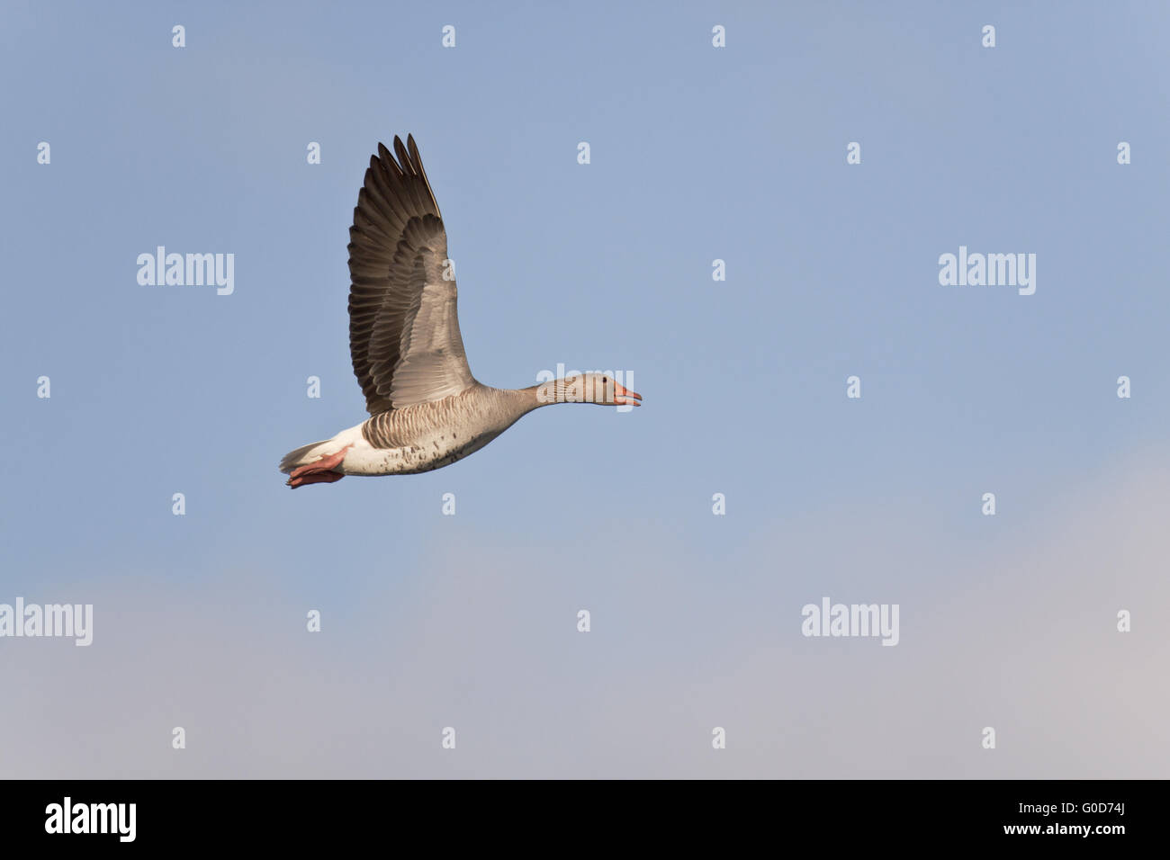 Ancestor of domesticated goose hi-res stock photography and images - Alamy