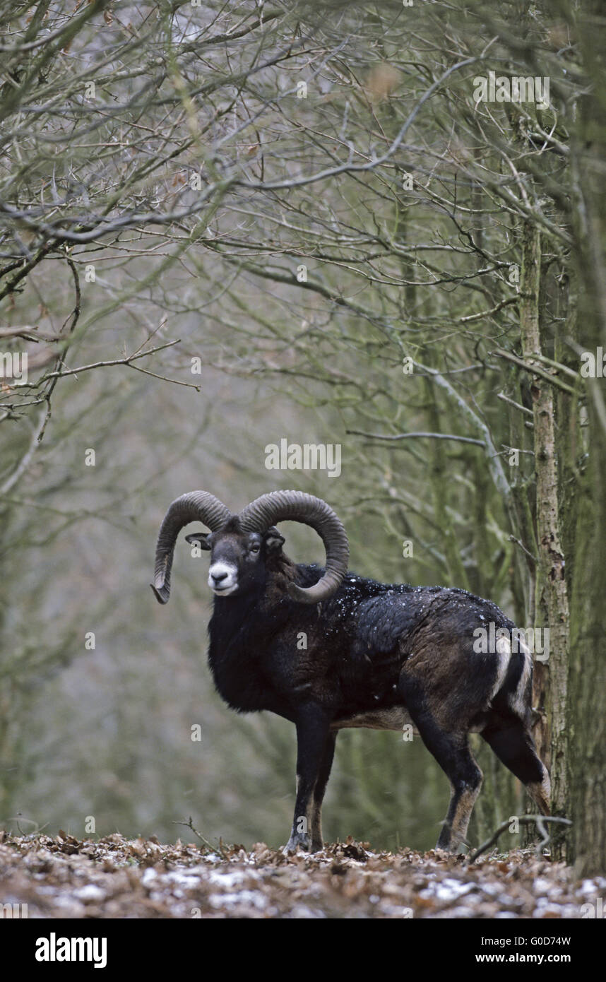 Horntrae hi-res stock photography and images - Alamy