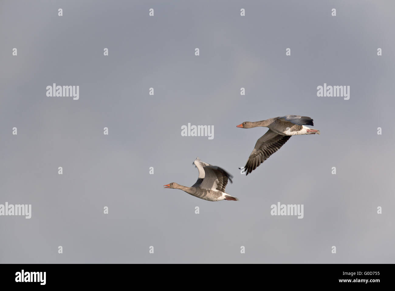 Ancestor of domesticated goose hi-res stock photography and images - Alamy