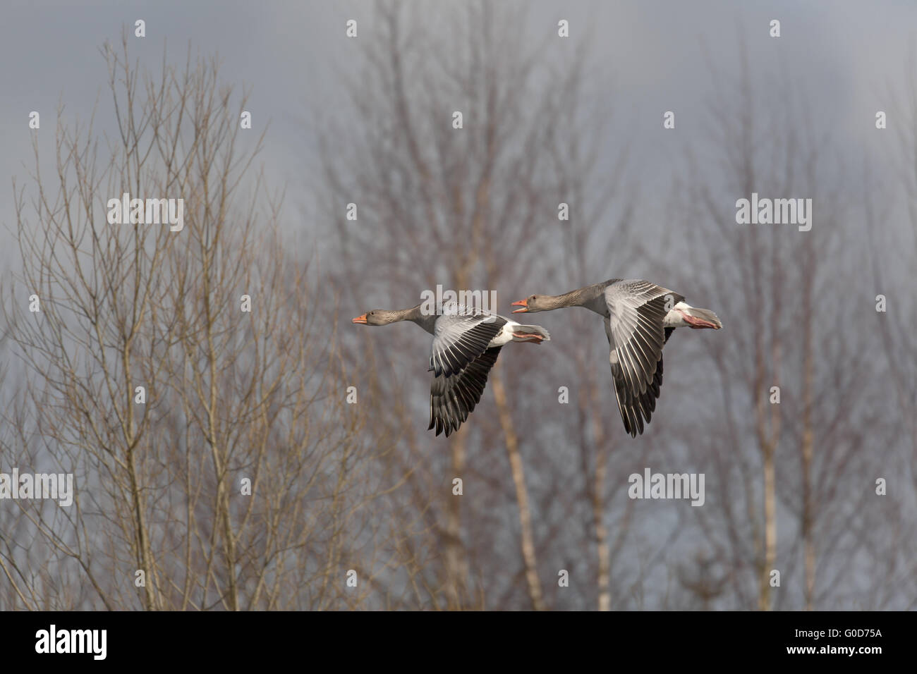 Ancestor of domesticated goose hi-res stock photography and images - Alamy