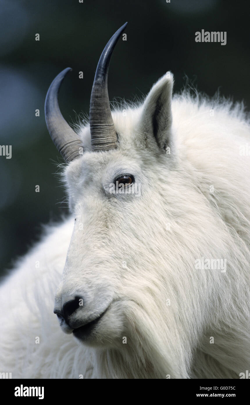 Bergziege kanada hi-res stock photography and images - Alamy
