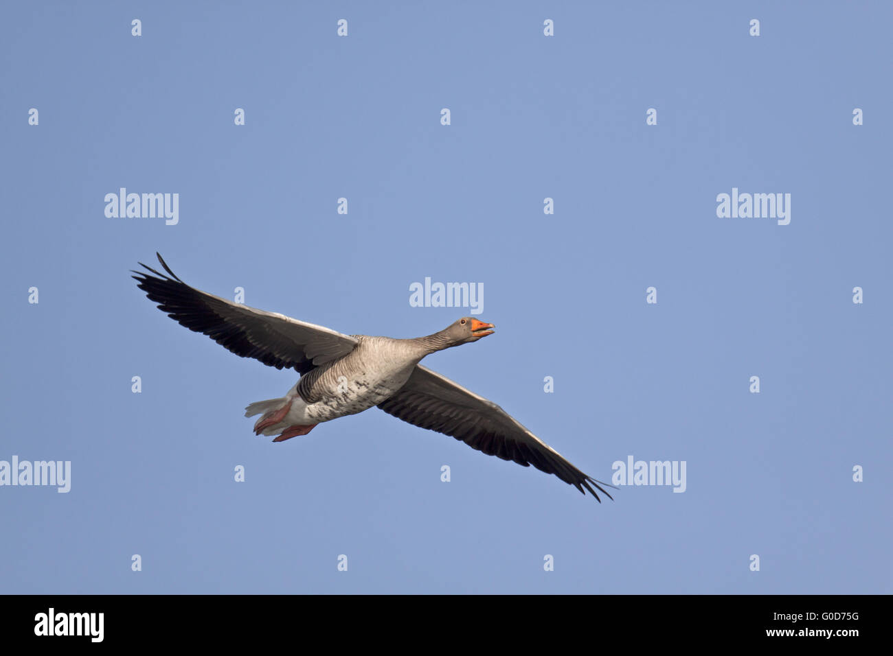 Ancestor of domesticated goose hi-res stock photography and images - Alamy