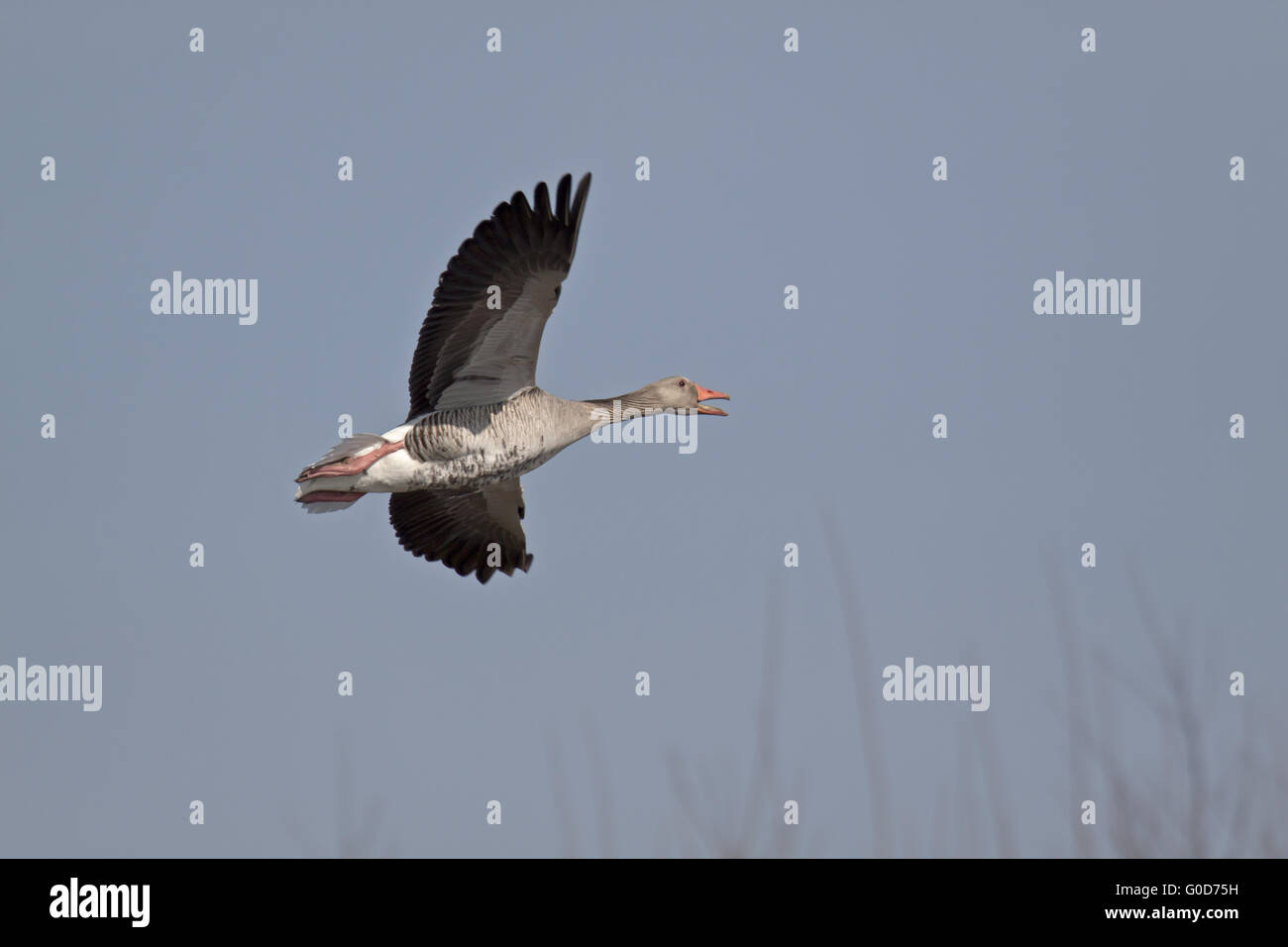 Greylag Goose the ancestor of domesticated geese Stock Photo - Alamy