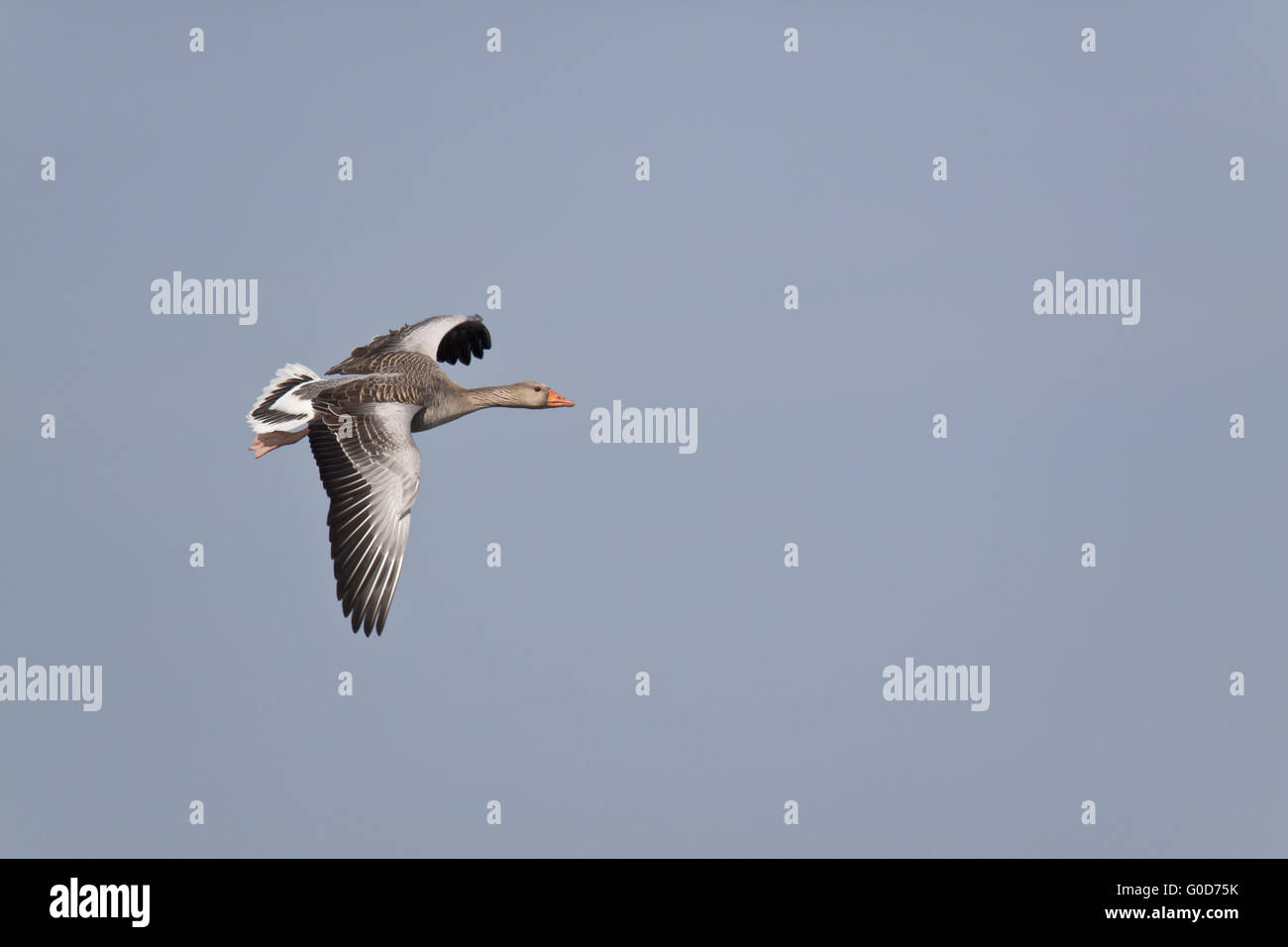 Greylag Goose the ancestor of domesticated geese Stock Photo - Alamy