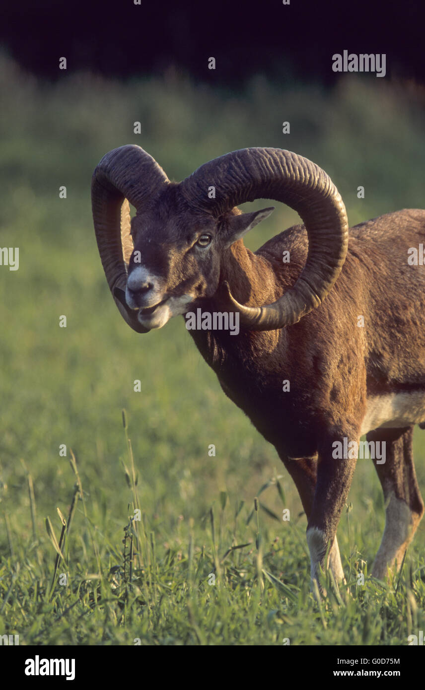 Moufflon ram observes alert the forest edge Stock Photo - Alamy
