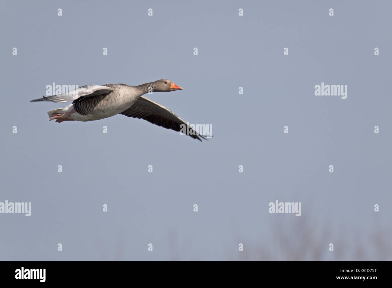 Greylag Goose the ancestor of domesticated geese Stock Photo - Alamy