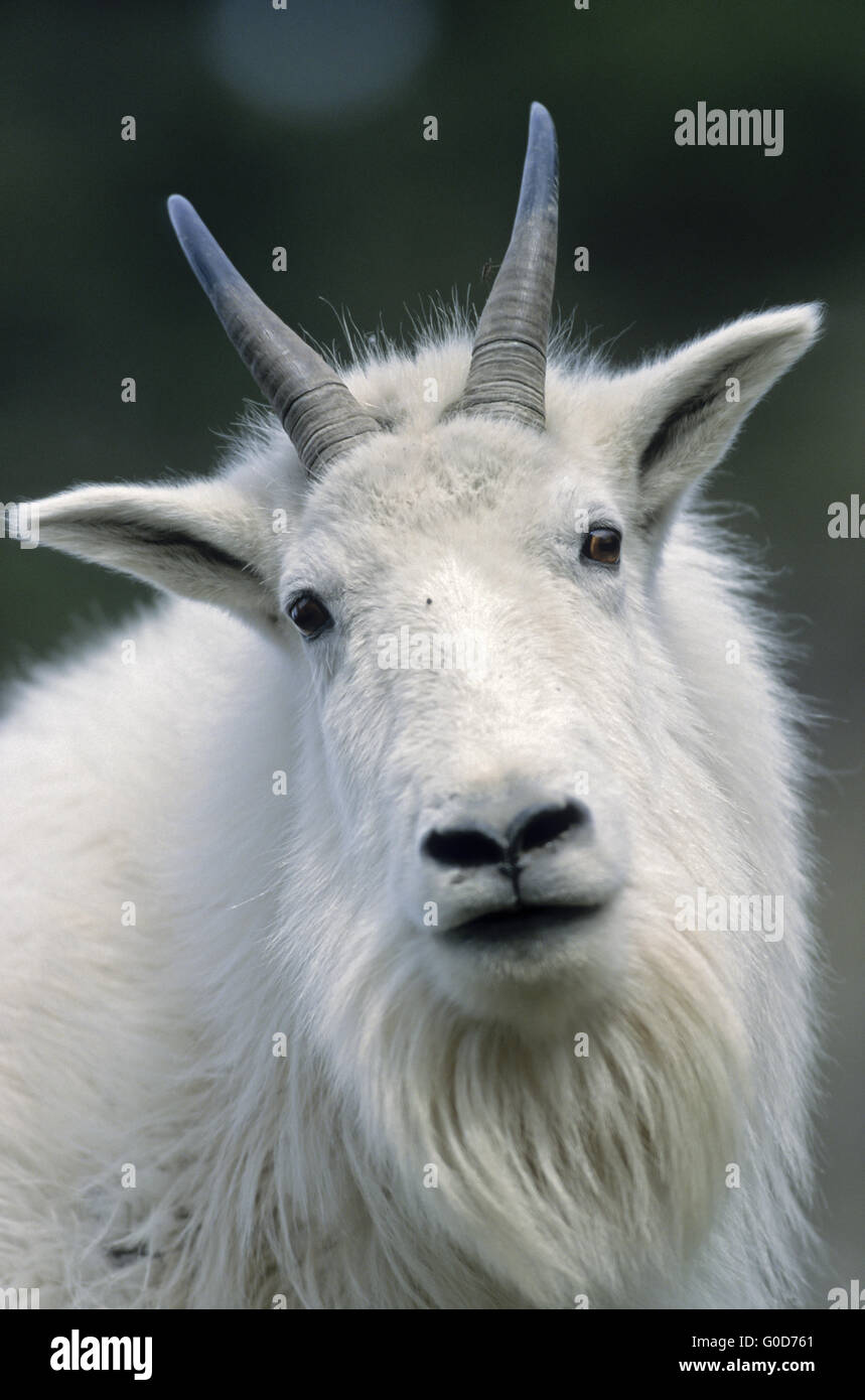Billie goat hi-res stock photography and images - Alamy