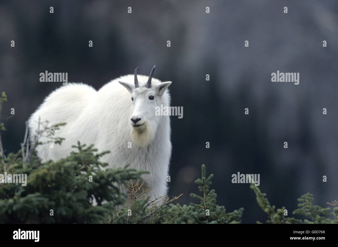 Goat ranges hi-res stock photography and images - Alamy