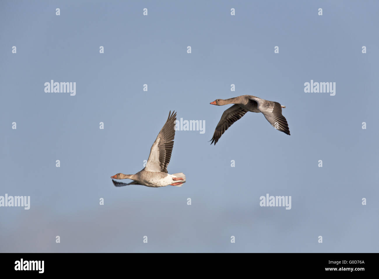 Ancestor of domesticated goose hi-res stock photography and images - Alamy