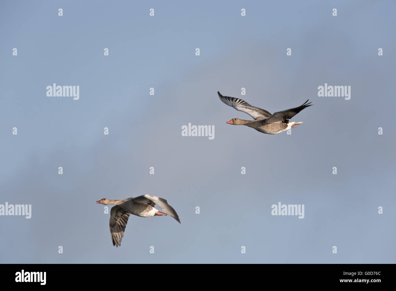 Ancestor of domesticated goose hi-res stock photography and images - Alamy